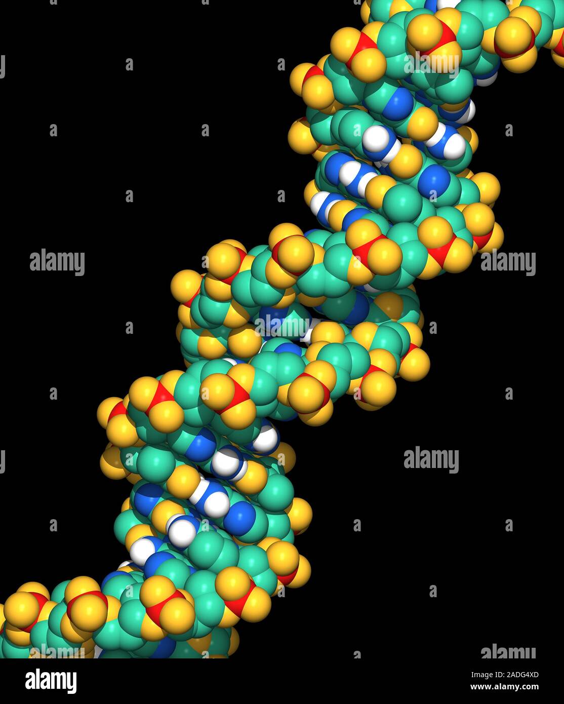 DNA. Computer model of part of a molecule of DNA (deoxyribonucleic acid ...