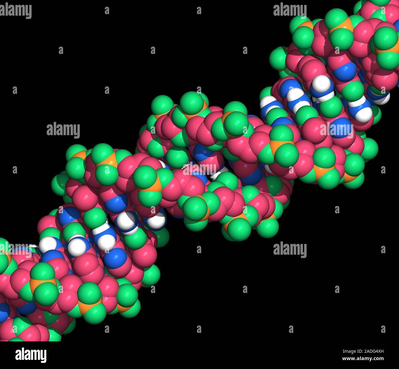 DNA. Computer model of part of a molecule of DNA (deoxyribonucleic acid ...
