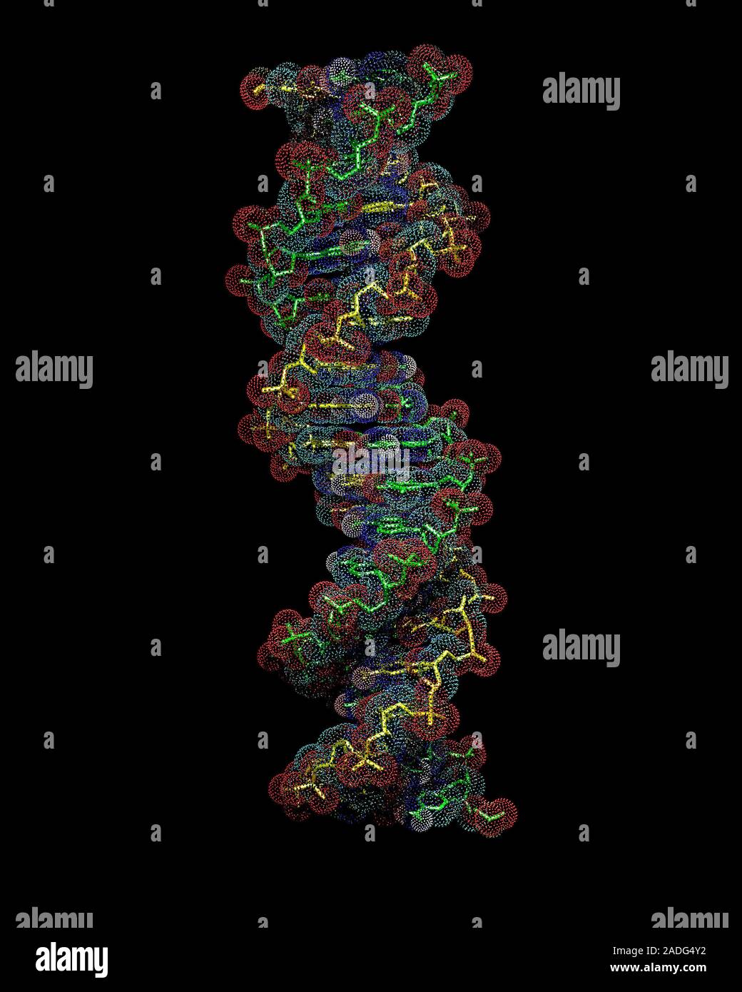 Dna Molecule Computer Model Dna Deoxyribo Nucleic Acid Is The Molecule That Controls The
