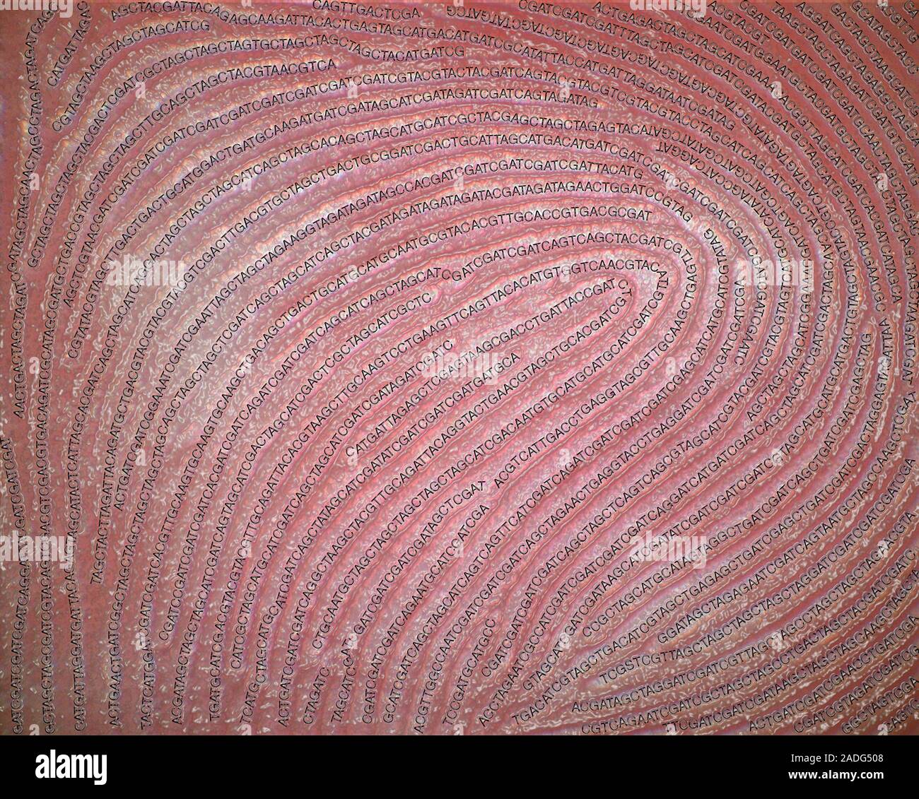 DNA fingerprint. Conceptual image representing the individuality of DNA ...