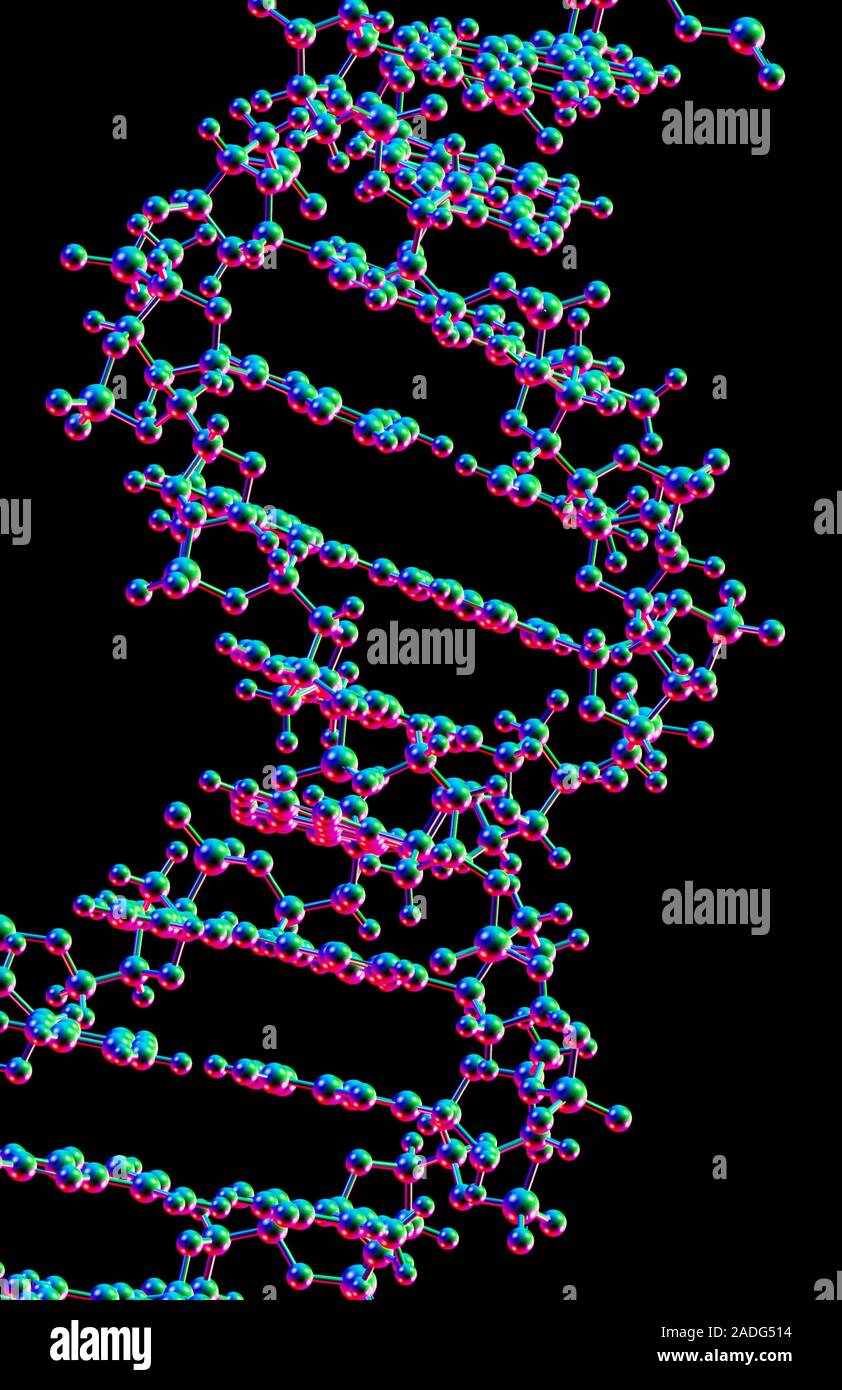 DNA helix atomic structure. Computer artwork of the atomic structure of ...