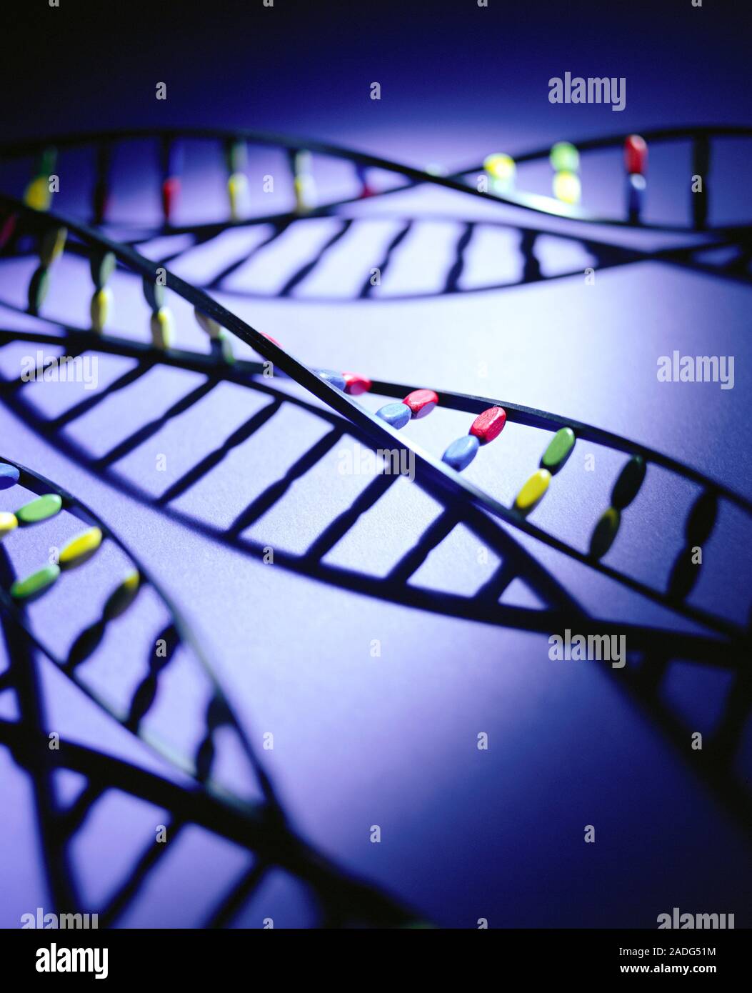 DNA helices. Models showing the double helix and nucleotide base ...