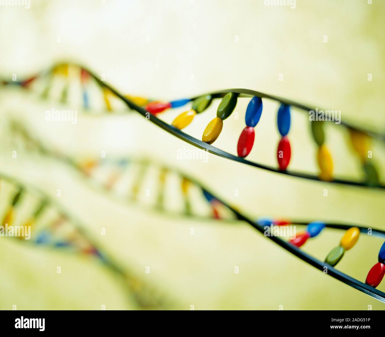 DNA helices. Models showing the double helix and nucleotide base ...