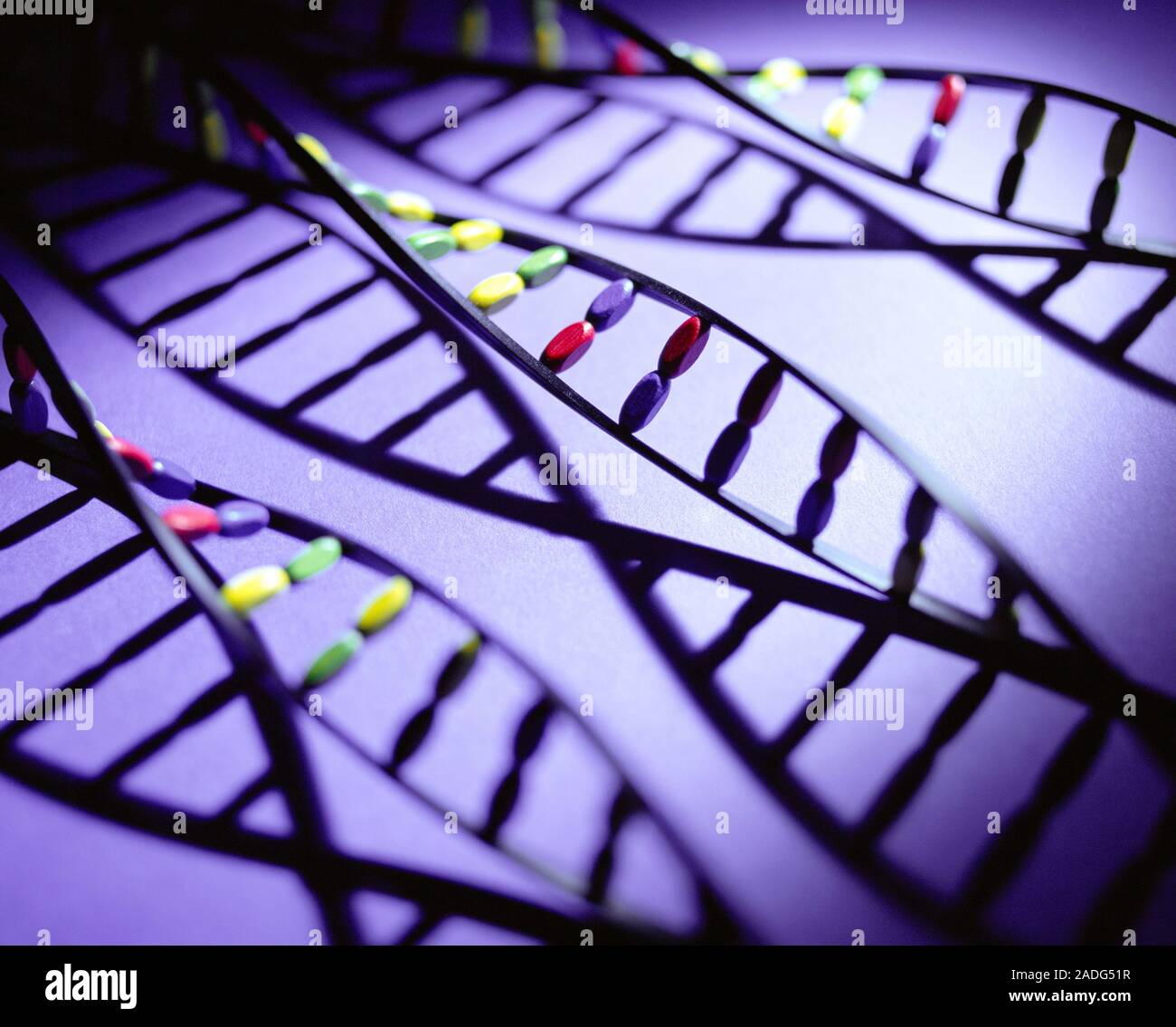 DNA helices. Models showing the double helix and nucleotide base ...