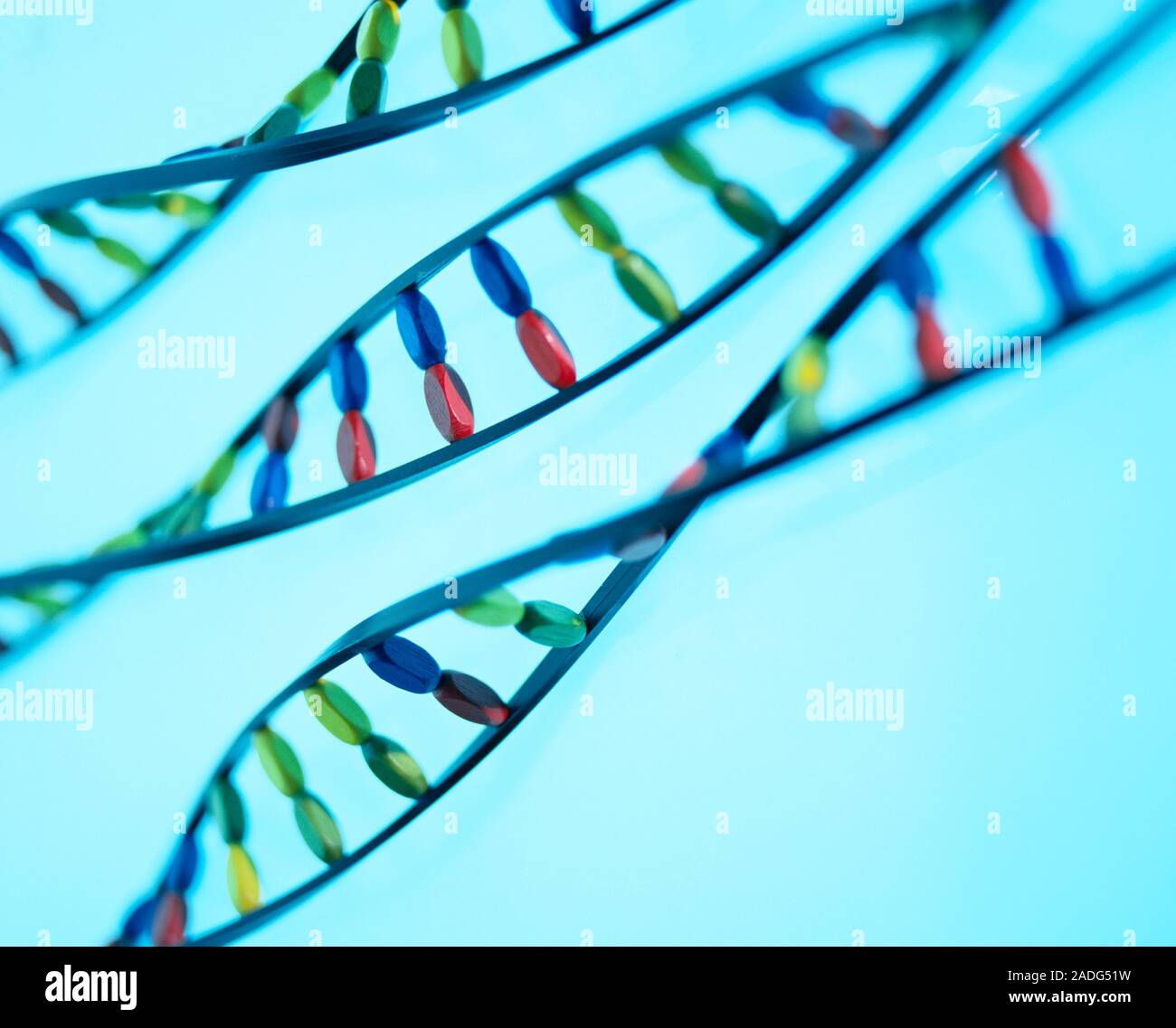 DNA helices. Models showing the double helix and nucleotide base ...