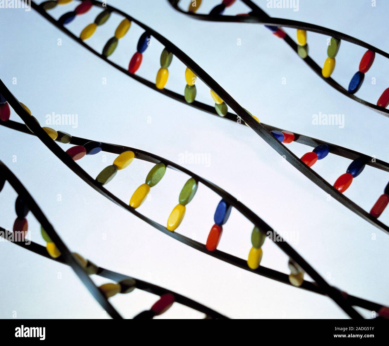 DNA helices. Models showing the double helix and nucleotide base ...