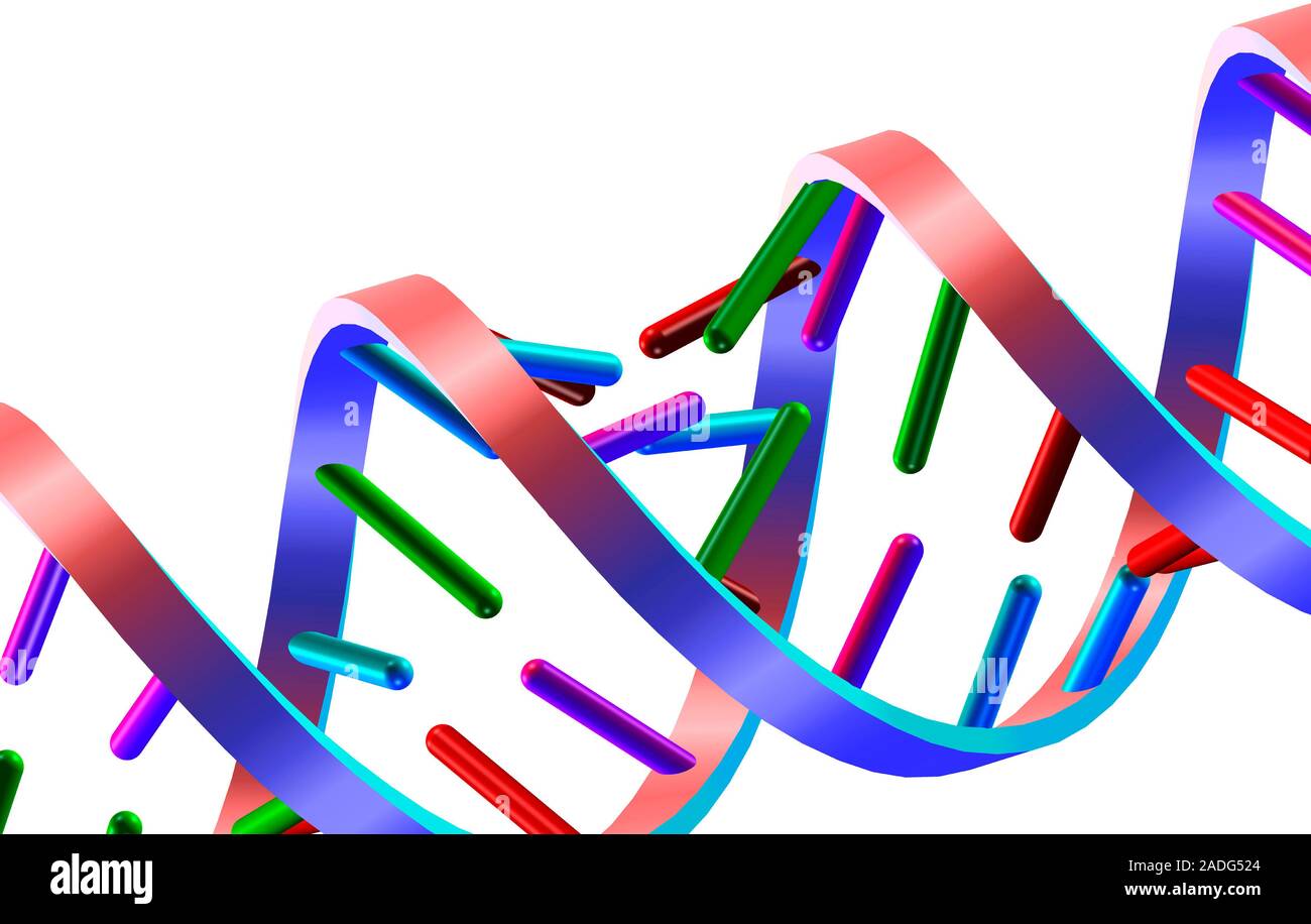 DNA helix. Computer artwork of part of a strand of DNA ...