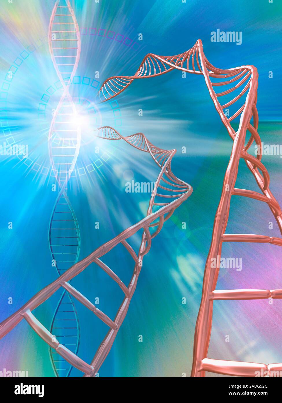Dna Helices Computer Artwork Of Double Helices Of Dna Deoxyribonucleic Acid Formed By