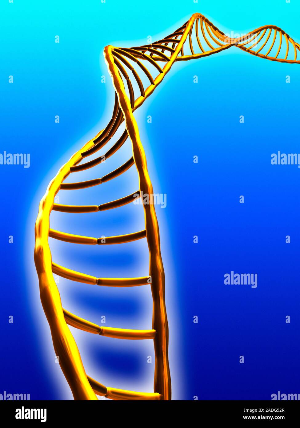 DNA helix. Computer artwork of the double helix of DNA ...