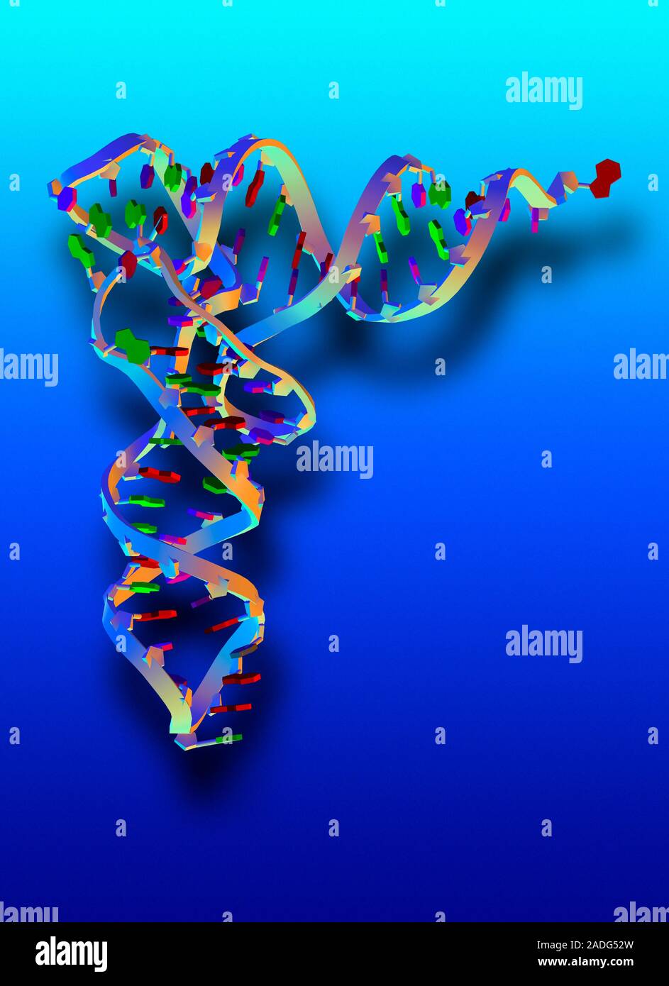 Transfer RNA molecule. Computer artwork of the double helix of tRNA ...