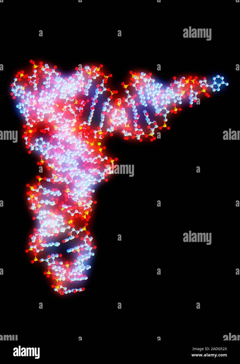 Transfer RNA molecule. Computer artwork of the double helix of tRNA ...