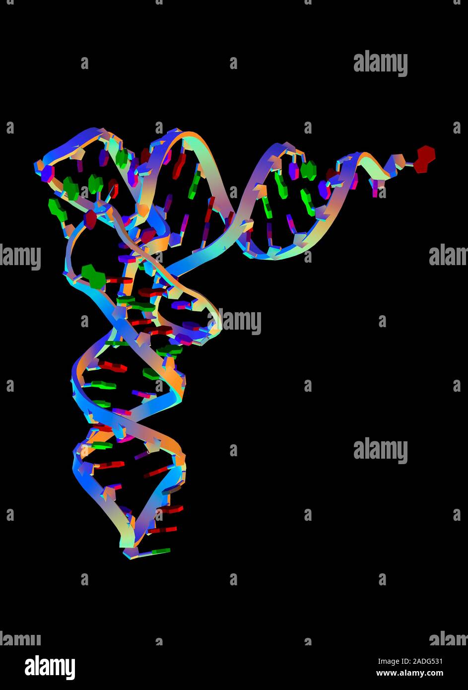 Transfer RNA molecule. Computer artwork of the double helix of tRNA ...