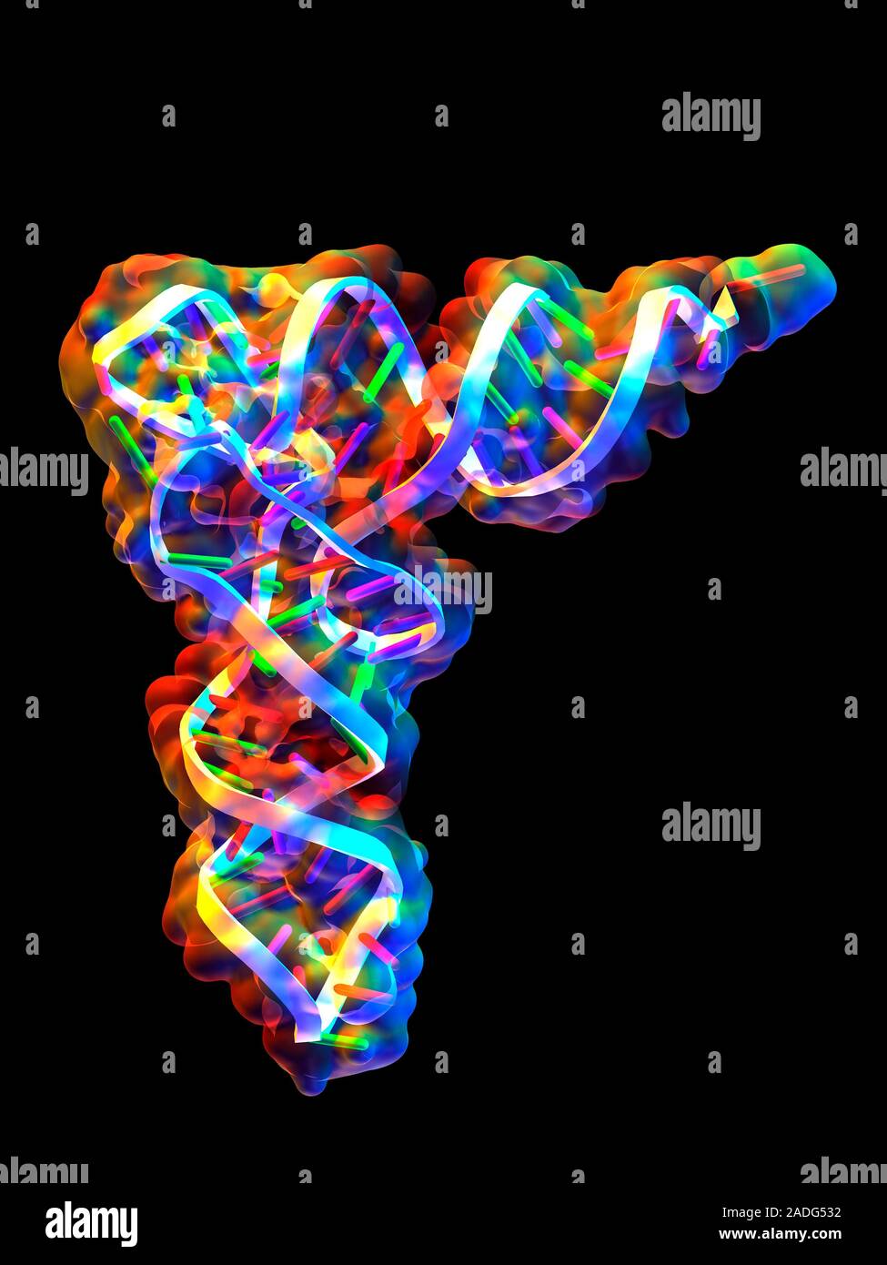 Transfer RNA molecule. Computer artwork of the double helix of tRNA ...