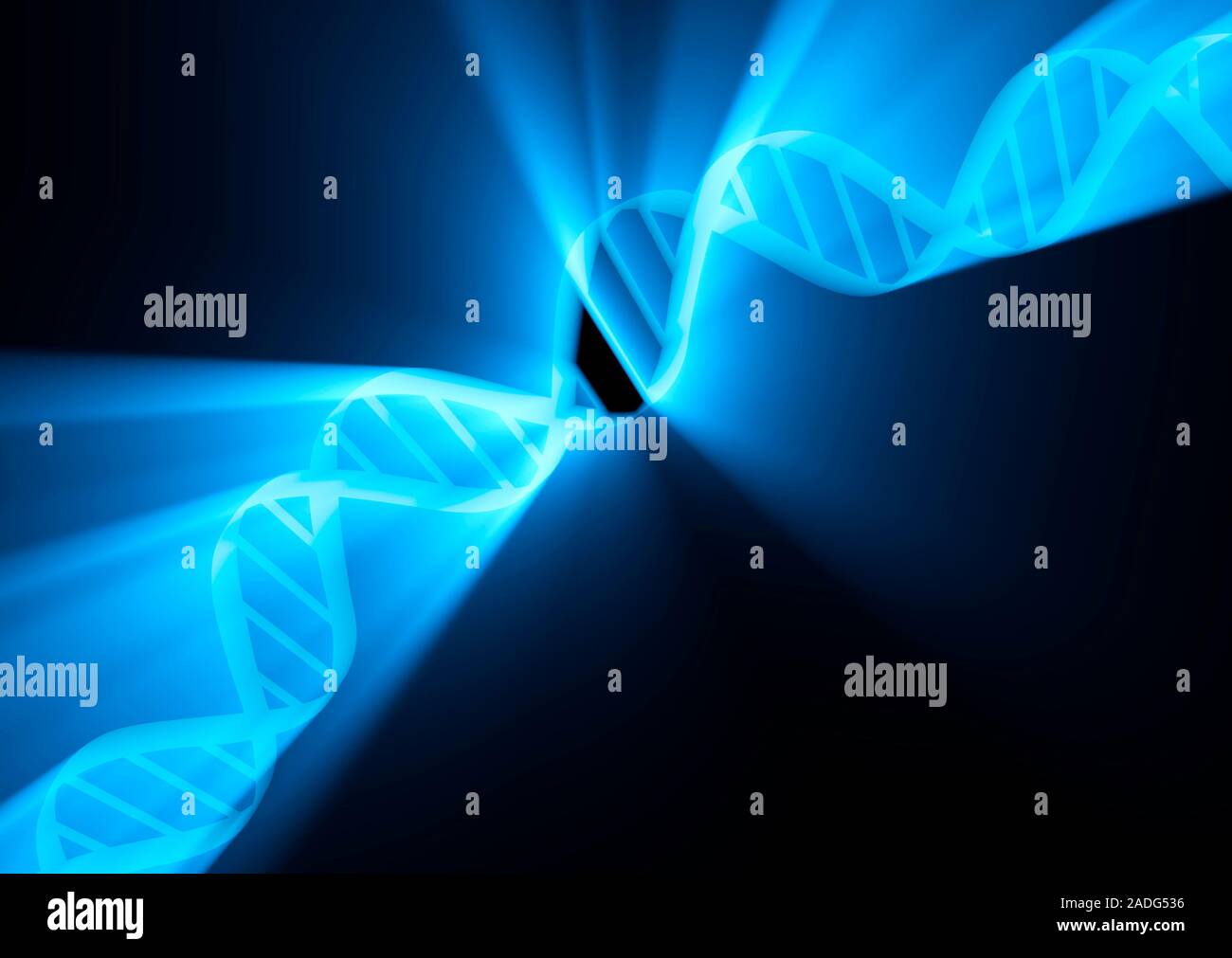 DNA helix. Computer artwork of the double helix of DNA ...