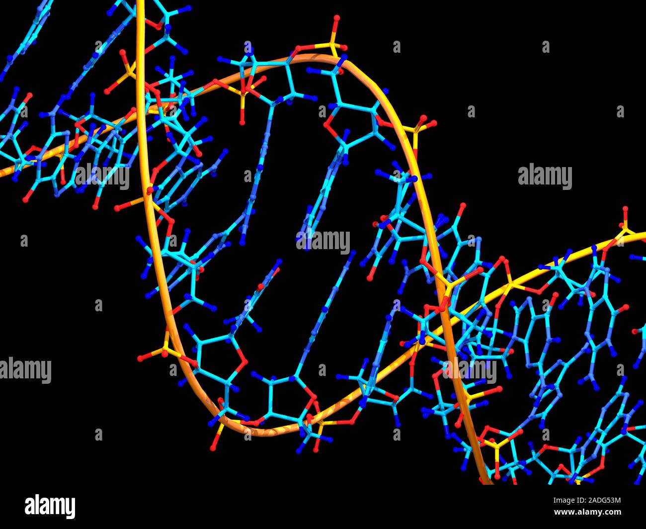 Dna Molecule Computer Model Of Part Of A Molecule Of Deoxyribonucleic Acid Dna Dna Contains