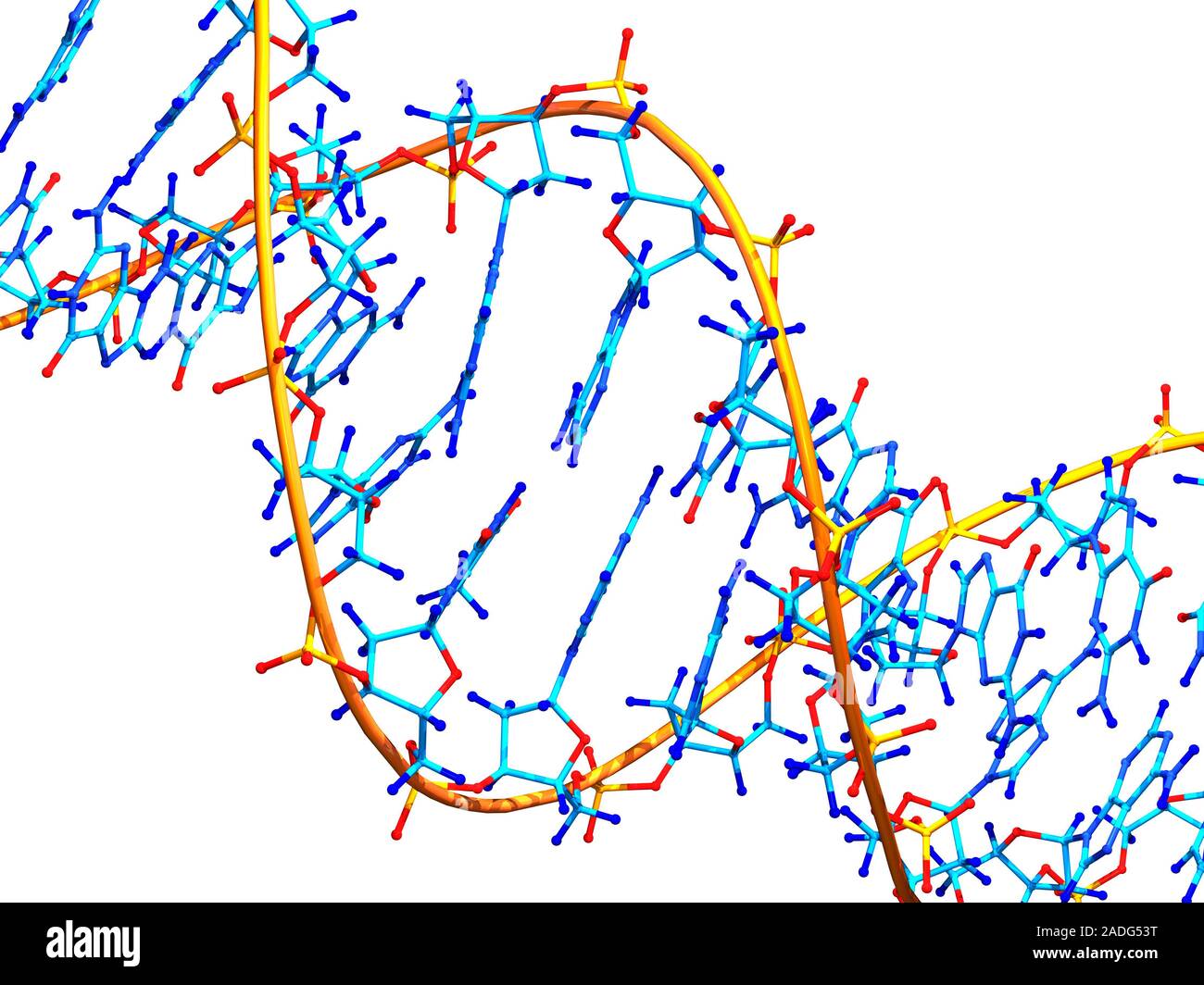 Dna Molecule Computer Model Of Part Of A Molecule Of Deoxyribonucleic Acid Dna Dna Contains