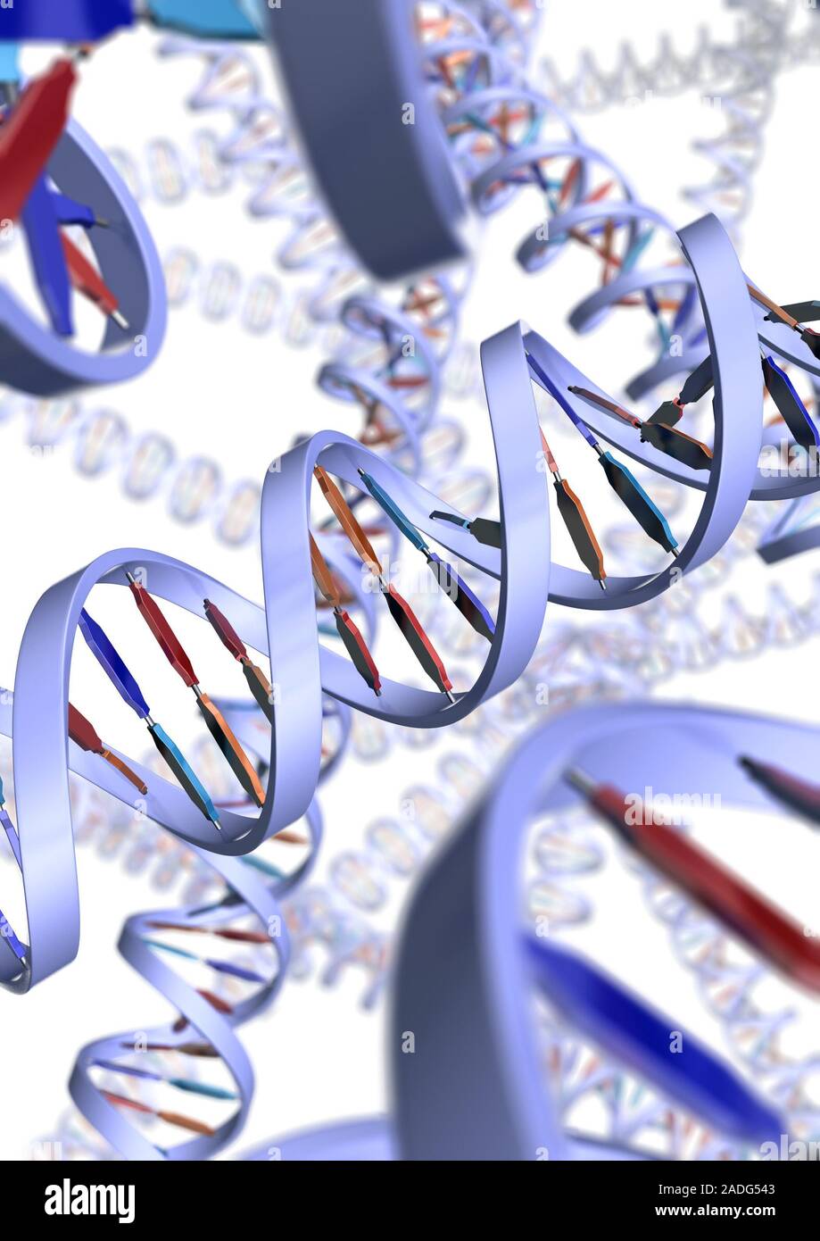 DNA helices. Computer artwork of strands of DNA (deoxyribonucleic acid ...
