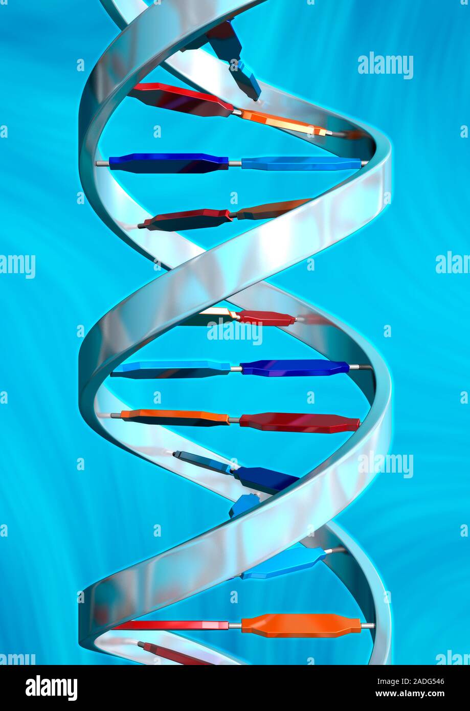 DNA helix. Computer artwork of part of a strand of DNA ...