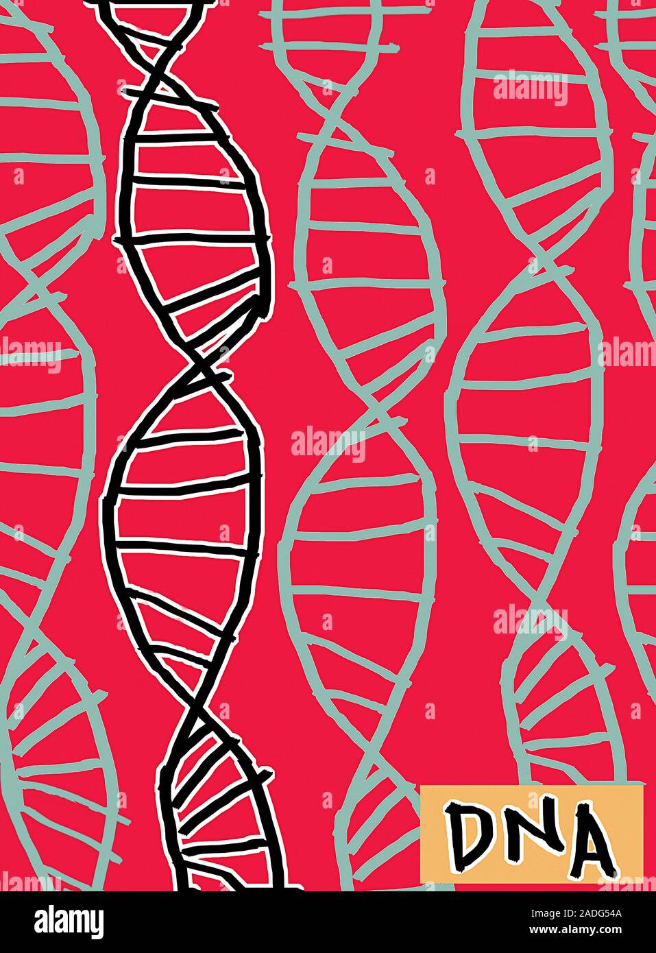 DNA helices. Artwork of several double helices of DNA (deoxyribonucleic ...