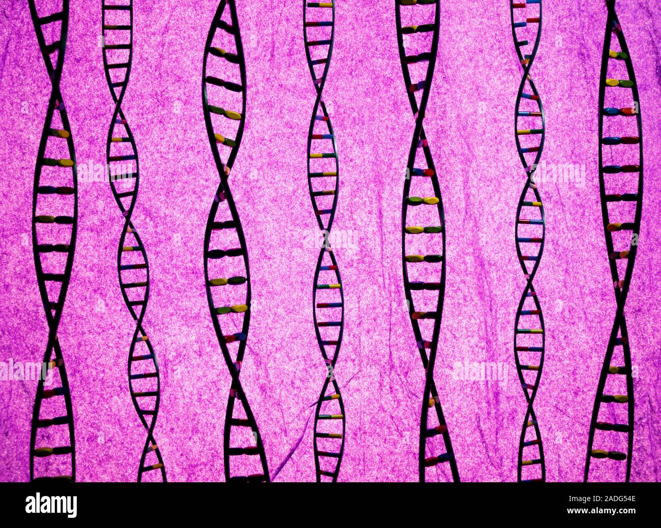 DNA helices. Models of part of the double helix of DNA ...