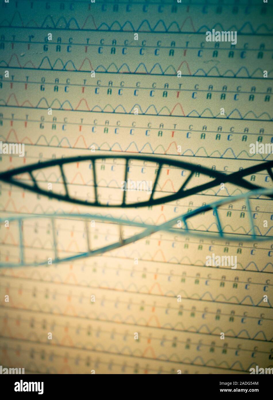 DNA model and a genetic sequence. Printout of the genetic code of a ...
