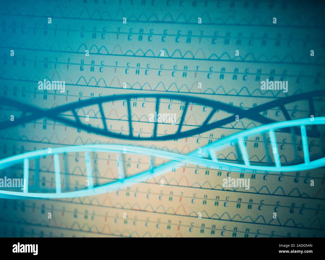 DNA model and a genetic sequence. Printout of the genetic code of a ...