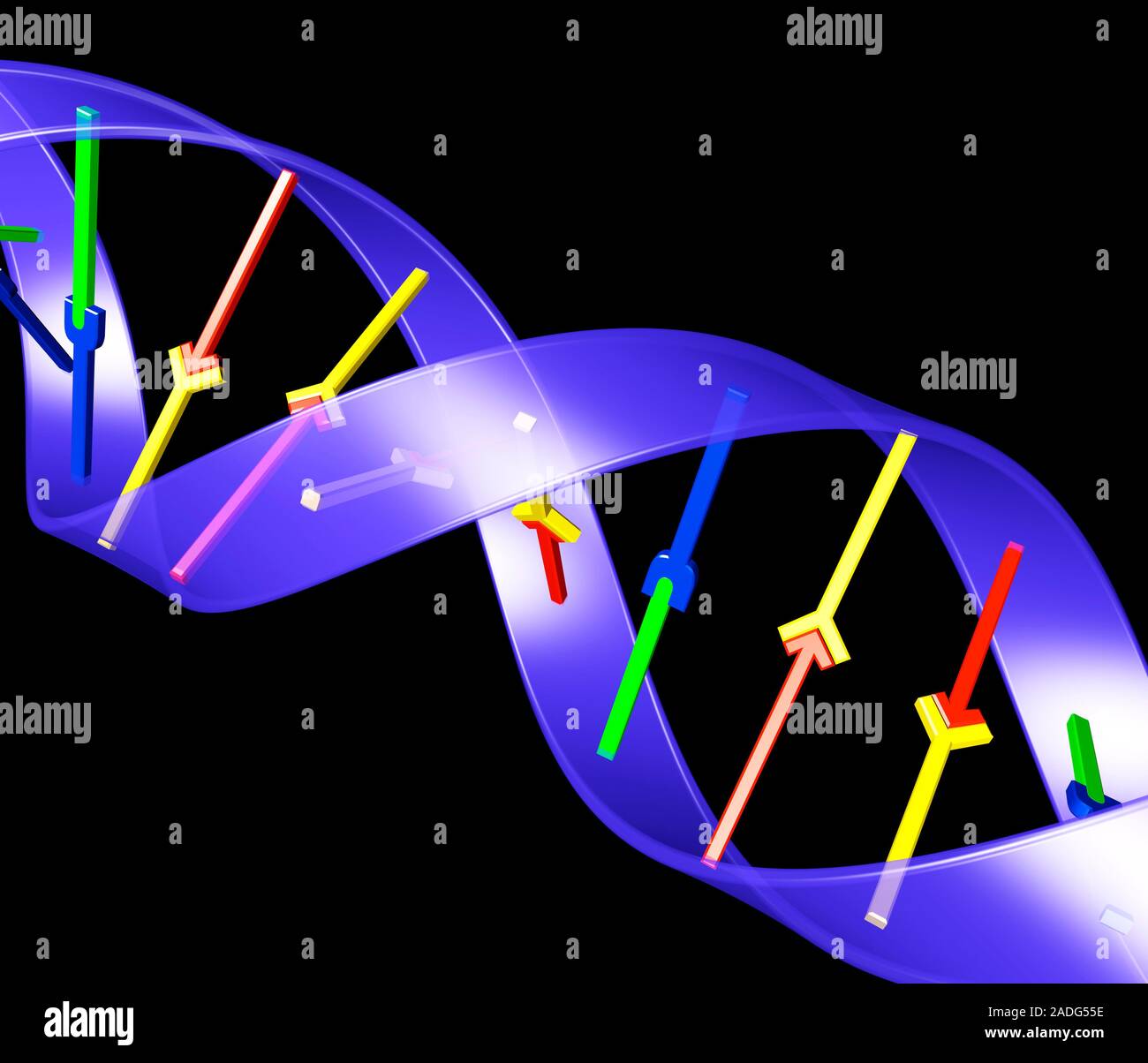 DNA, computer artwork. DNA (deoxyribonucleic acid) consists of two ...