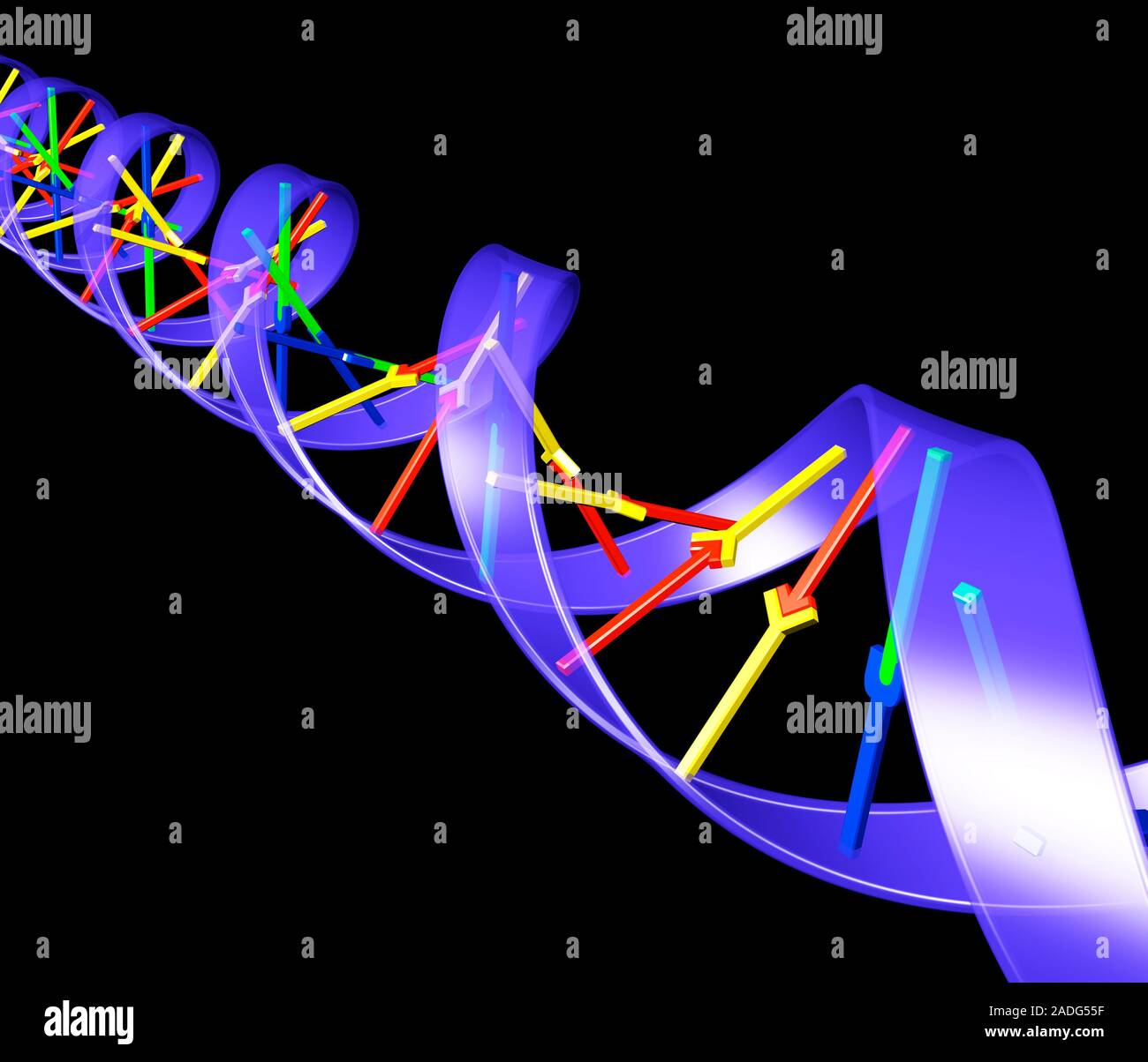 DNA, computer artwork. DNA (deoxyribonucleic acid) consists of two ...