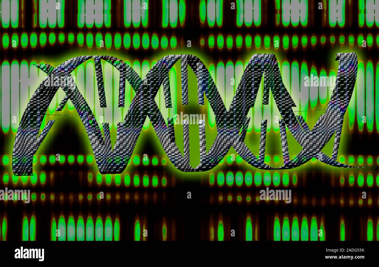 DNA helix. Computer artwork of a DNA double helix. A molecule of DNA ...