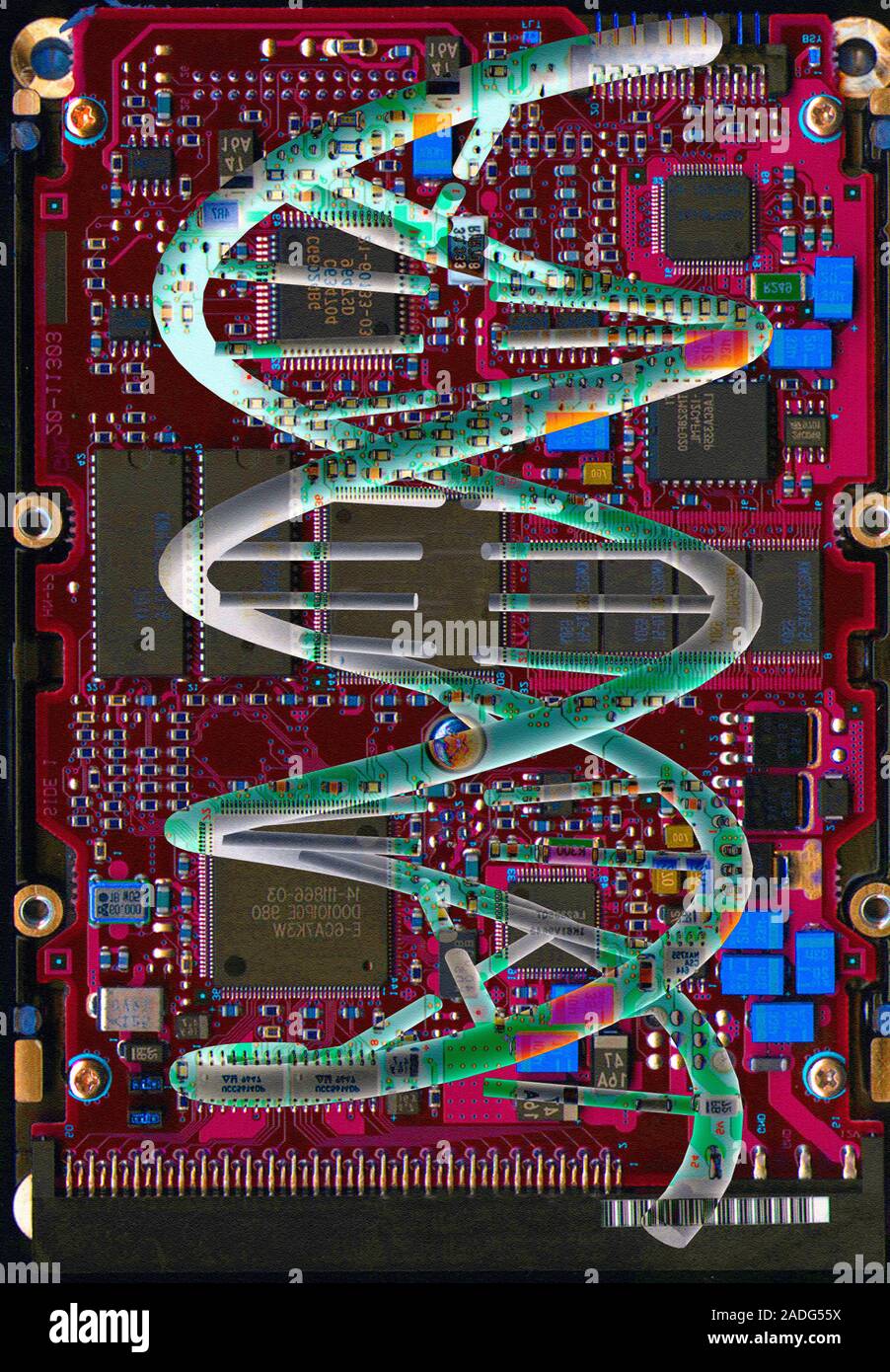 DNA helix on circuit board. Computer artwork representing the fusion of ...