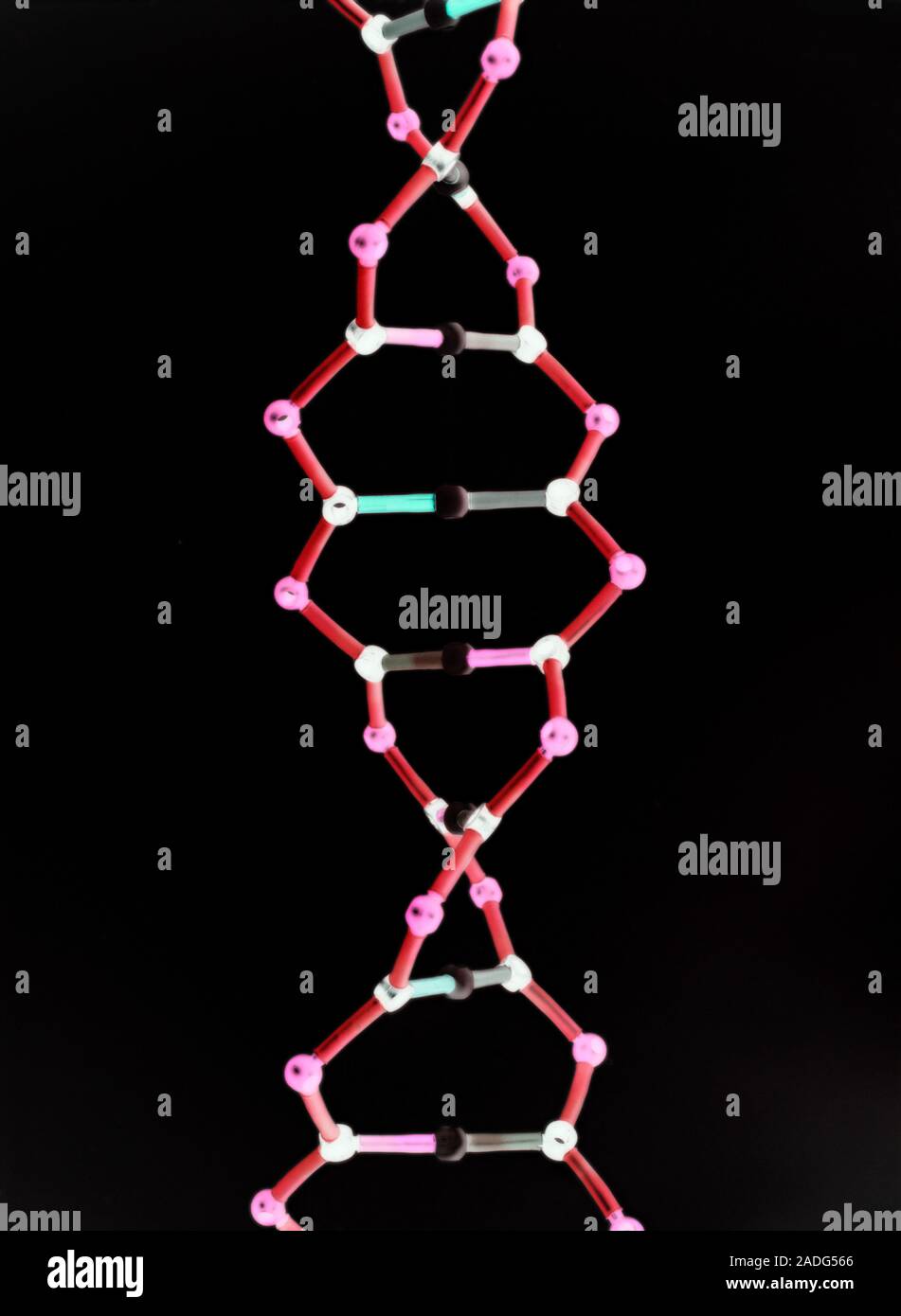 DNA. Conceptual model of deoxyribonucleic acid (DNA), the molecule that ...