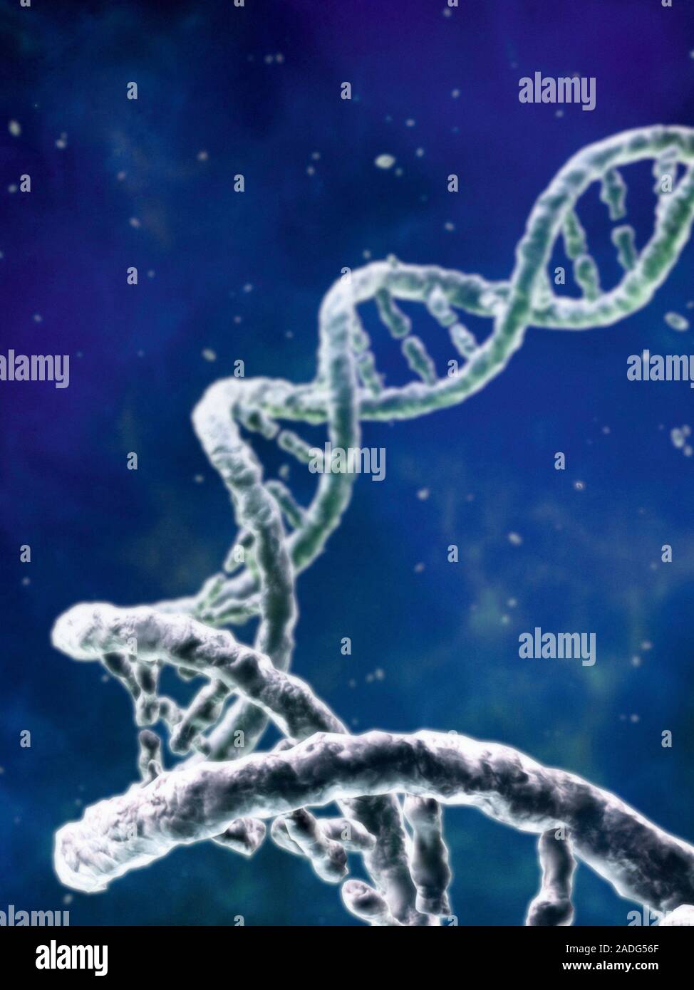 DNA, computer artwork. DNA (deoxyribonucleic acid) consists of two ...