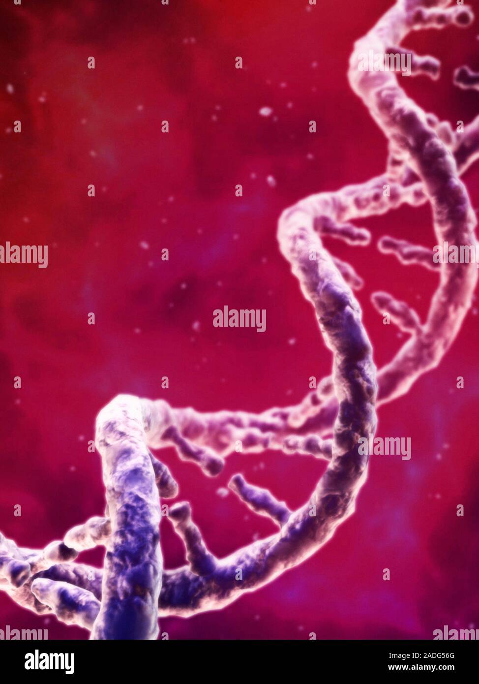 DNA, computer artwork. DNA (deoxyribonucleic acid) consists of two ...