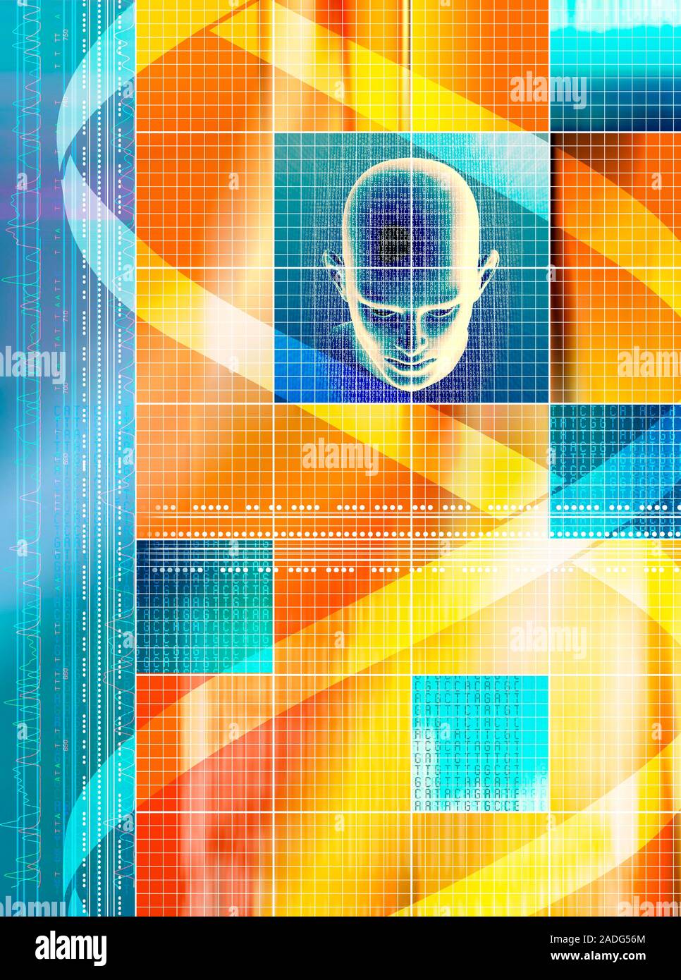 Genetic information. Conceptual computer artwork of a human head, a DNA ...