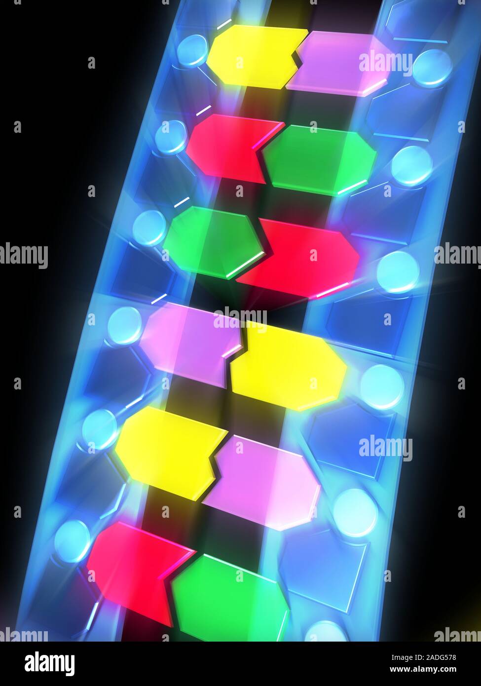 DNA molecule, computer artwork. DNA is composed of two sugar-phosphate ...