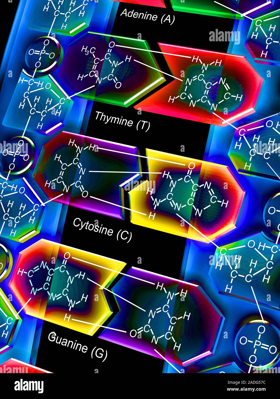 DNA molecule. Computer artwork of a molecule of DNA (deoxyribonucleic ...