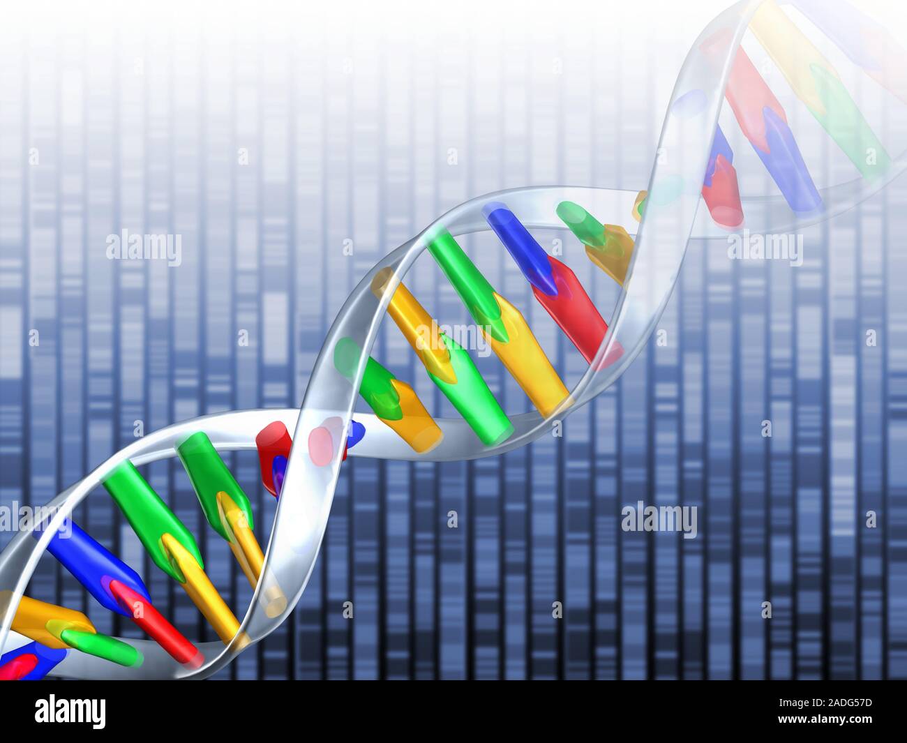 DNA molecule. Computer artwork of a DNA (deoxyribonucleic acid ...