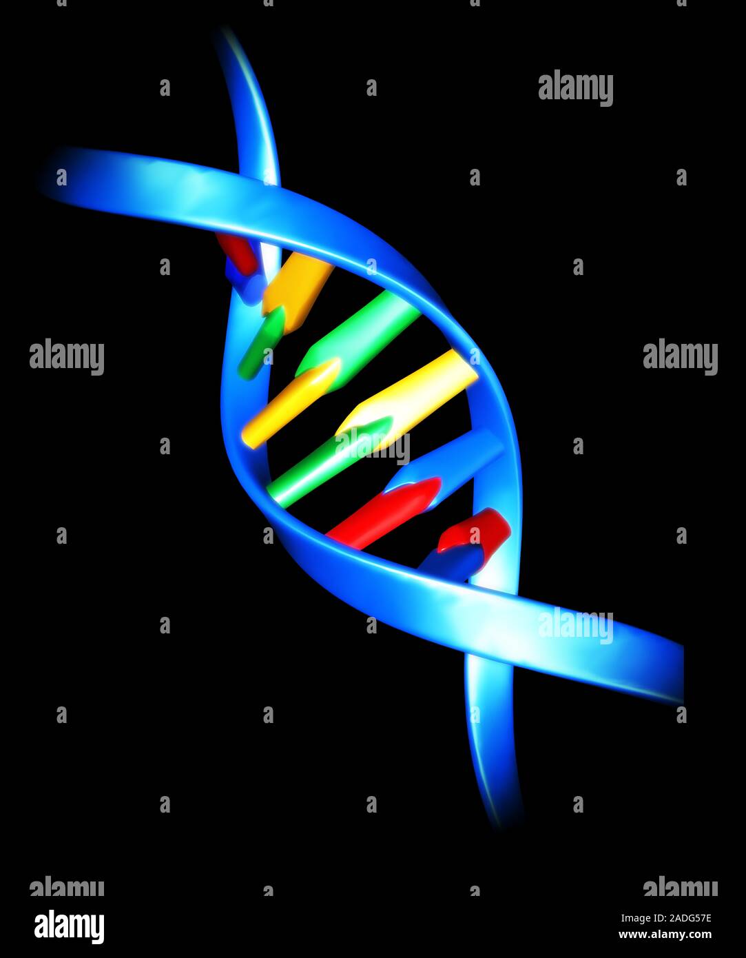 DNA molecule, computer artwork. DNA is composed of two strands twisted ...