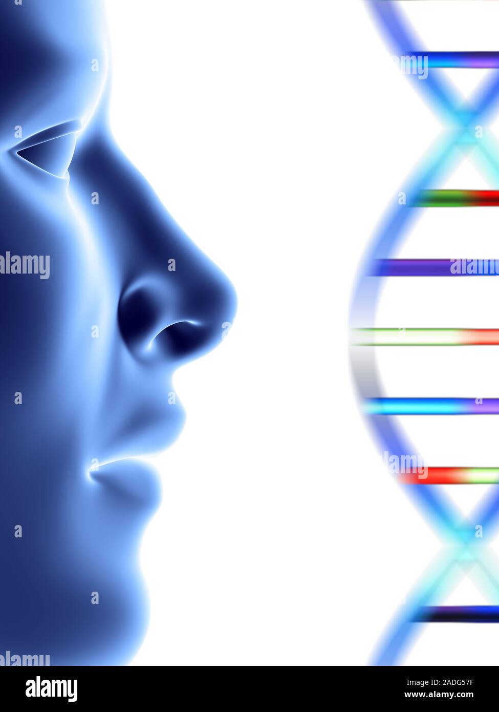 DNA molecule and face. Computer artwork of a section of a molecule of ...