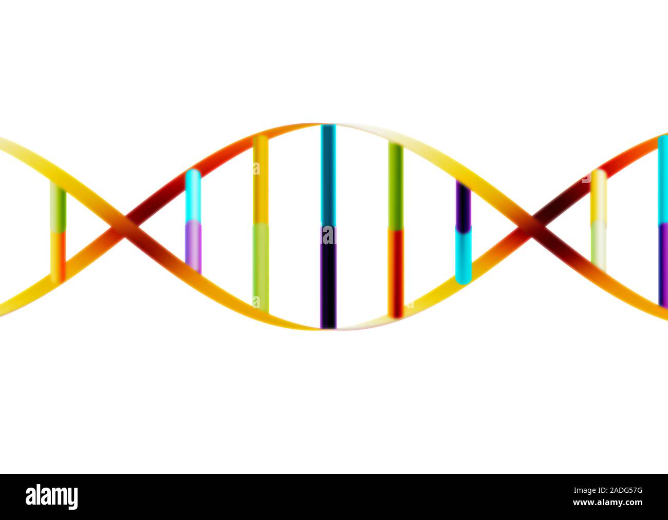 DNA molecule, computer artwork. DNA is composed of two strands twisted ...