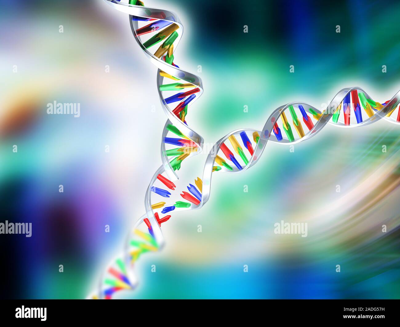 DNA replication. Computer artwork of a DNA (deoxyribonucleic acid ...