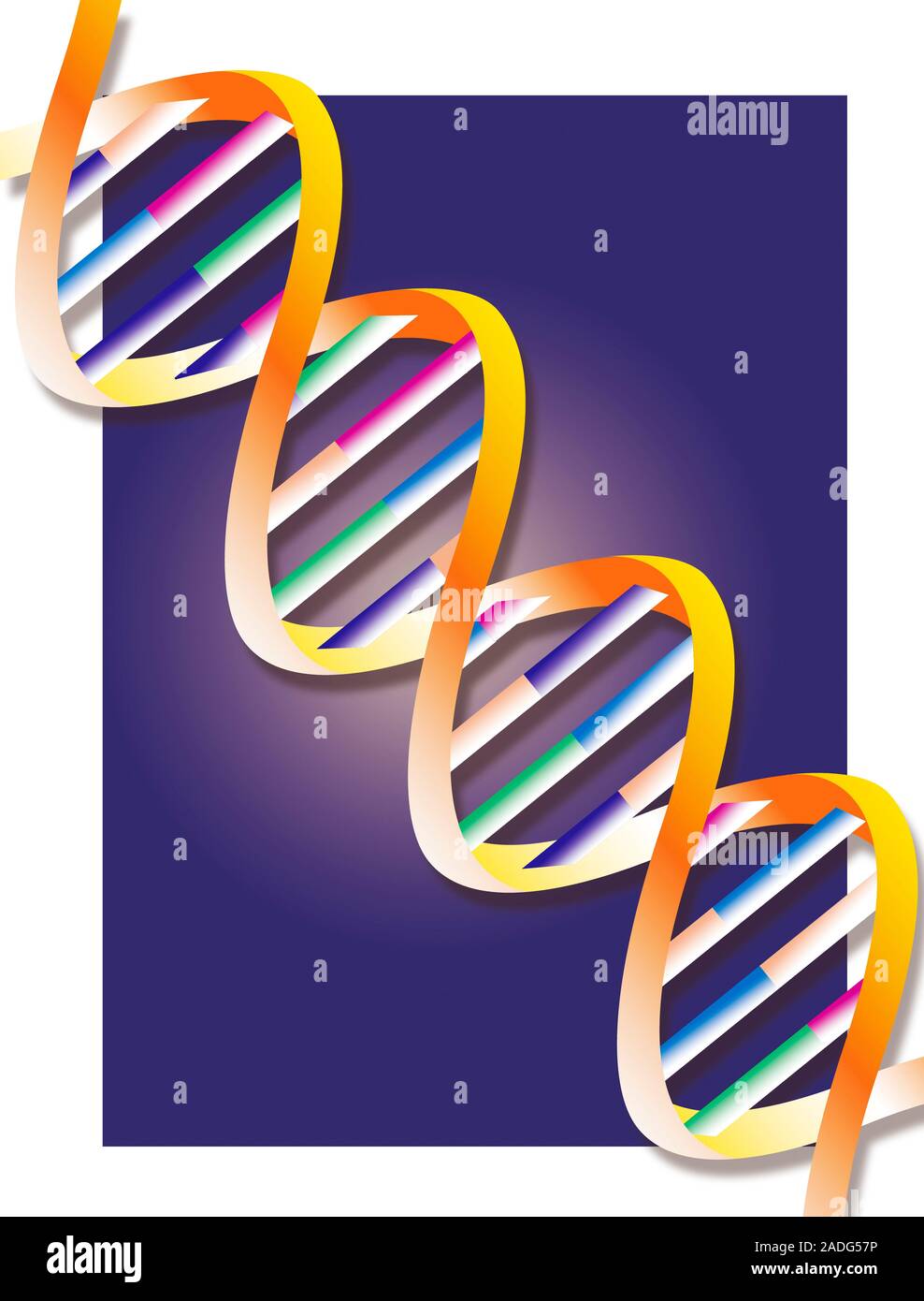 DNA, computer artwork. DNA (deoxyribonucleic acid) consists of two ...