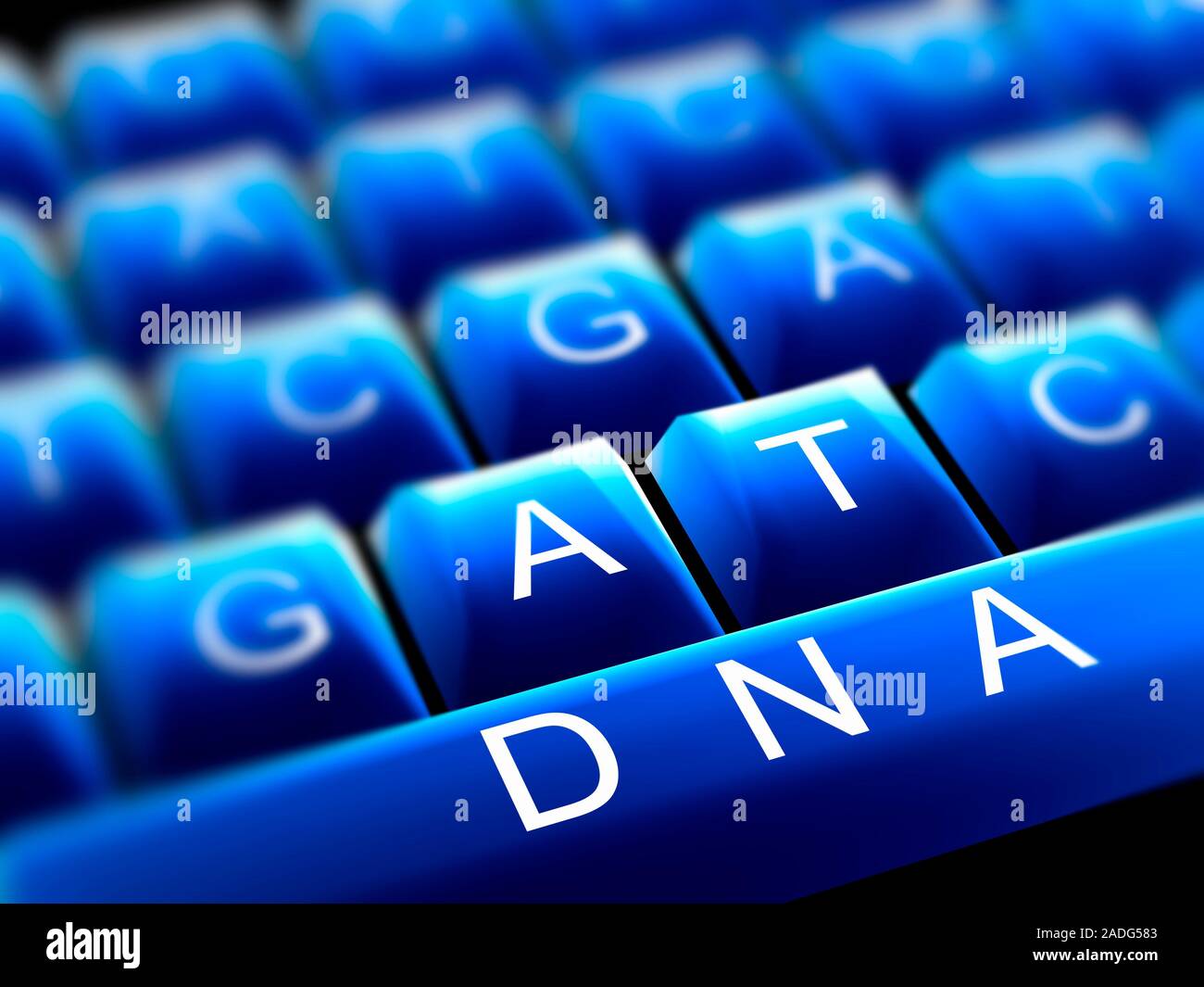 Genetic code, conceptual computer artwork. The letters on the keys ...