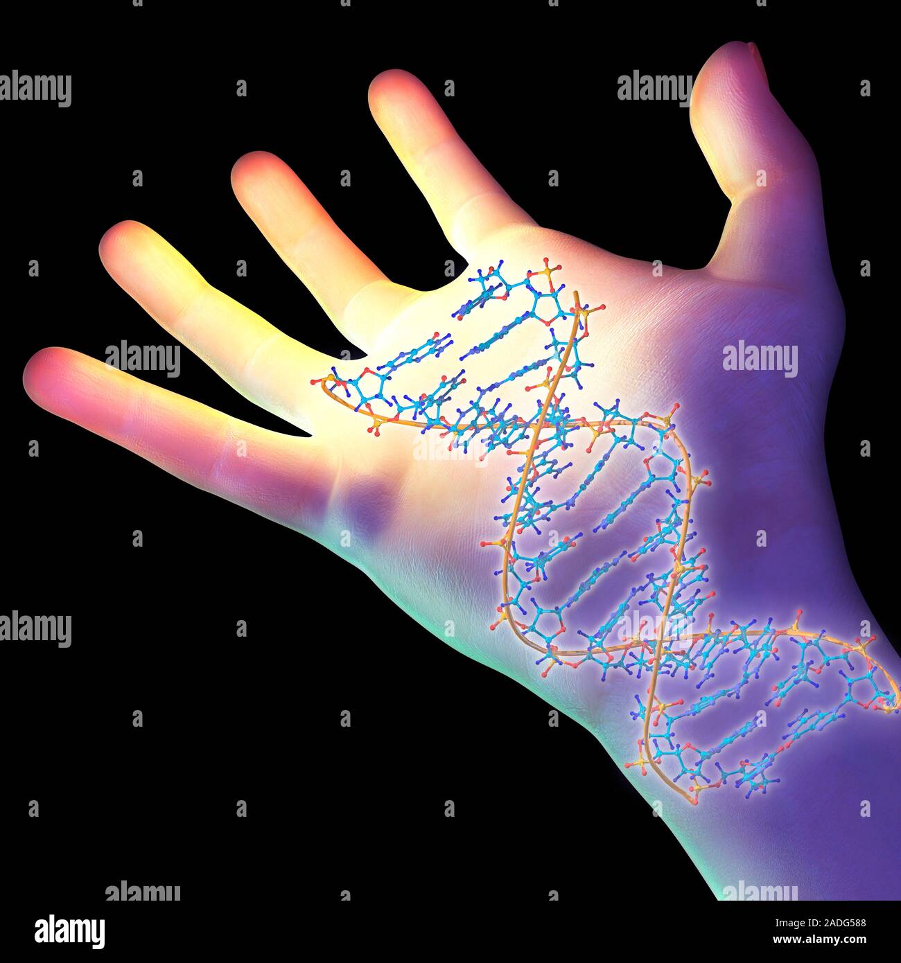 DNA molecule. Computer artwork of a molecule of deoxyribonucleic acid ...