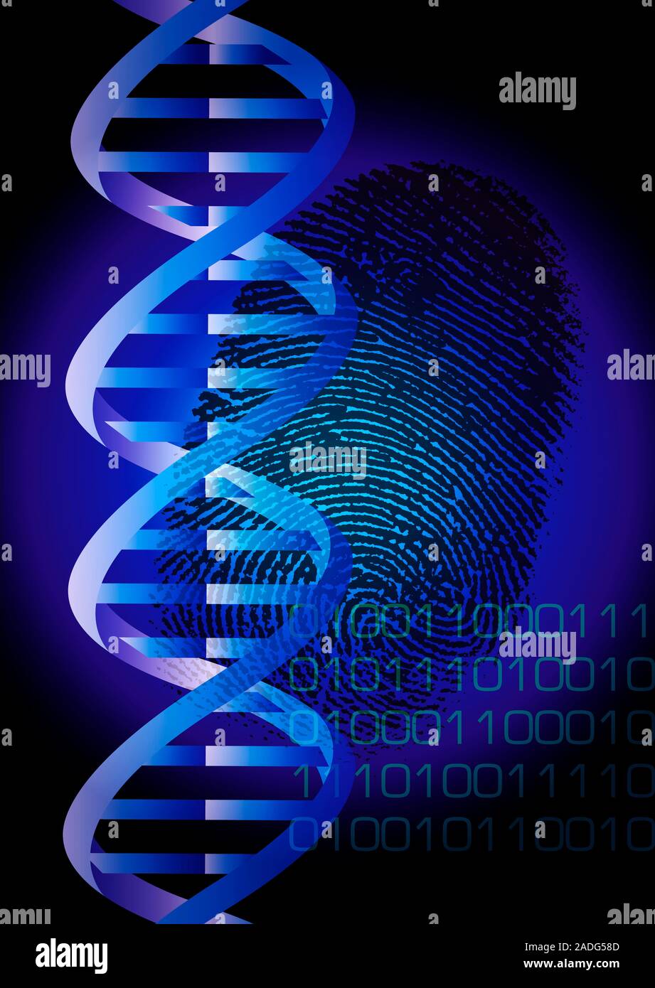 DNA fingerprint. Conceptual computer artwork of a DNA (deoxyribonucleic ...