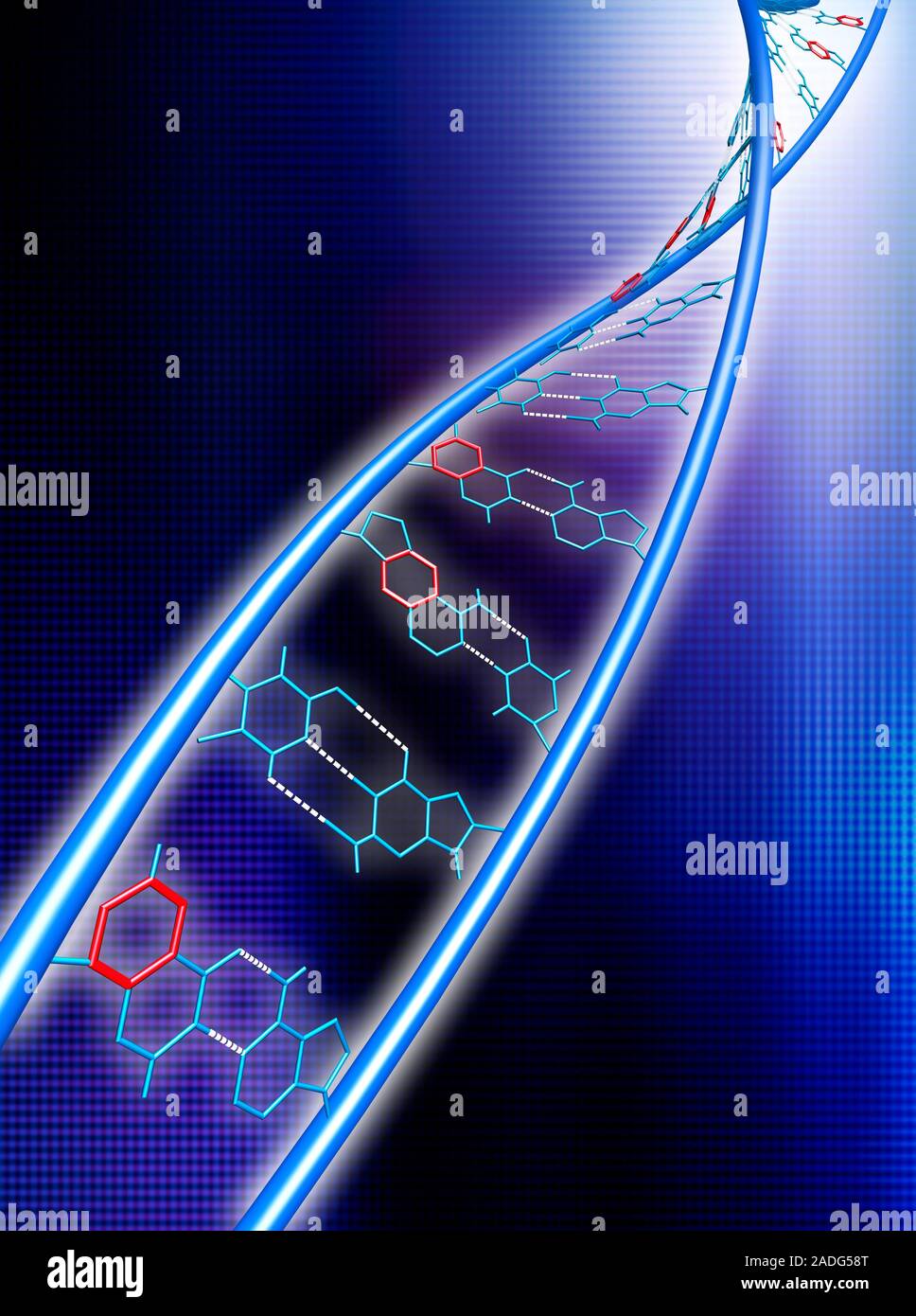 xDNA molecule. Computer artwork of a molecule of expanded ...