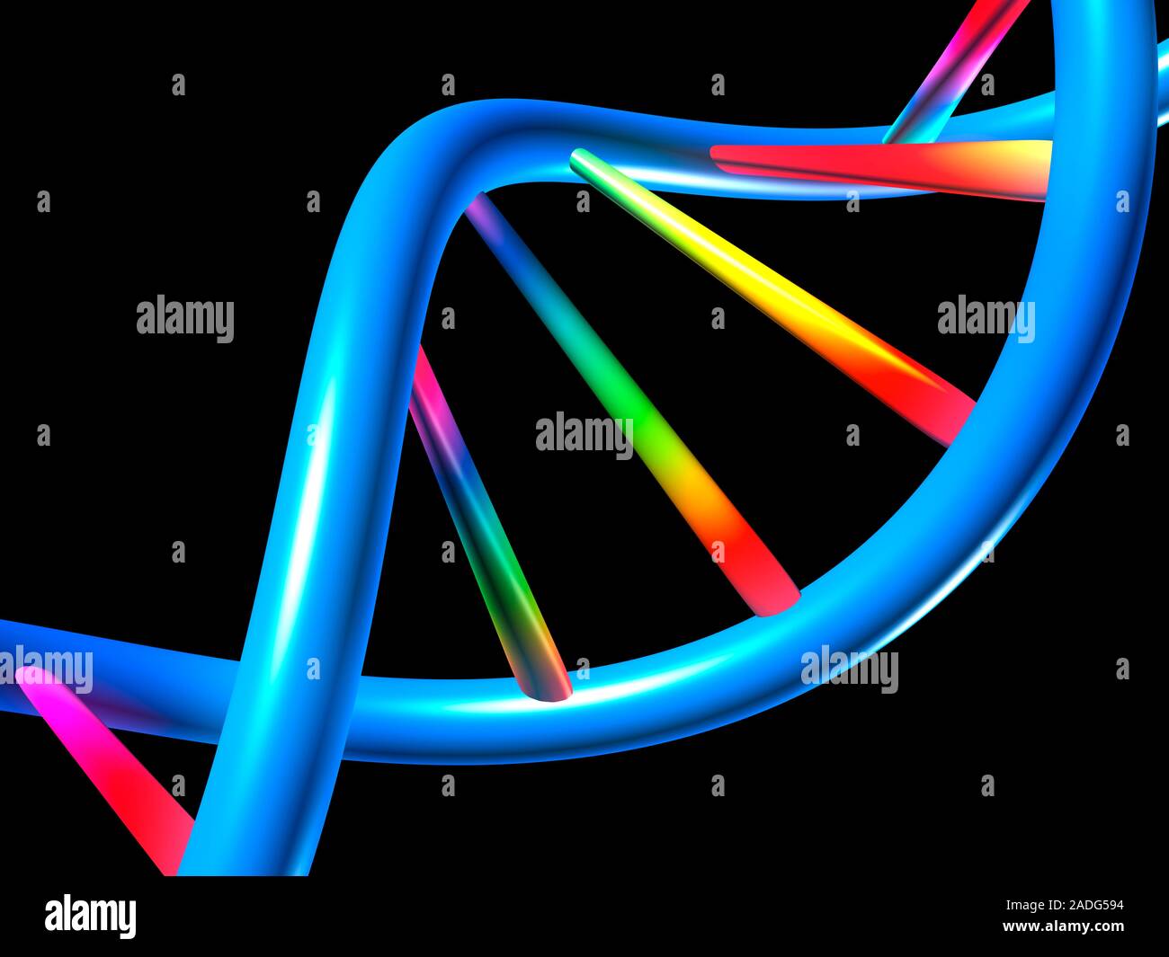 DNA, computer artwork. DNA (deoxyribonucleic acid) consists of two ...