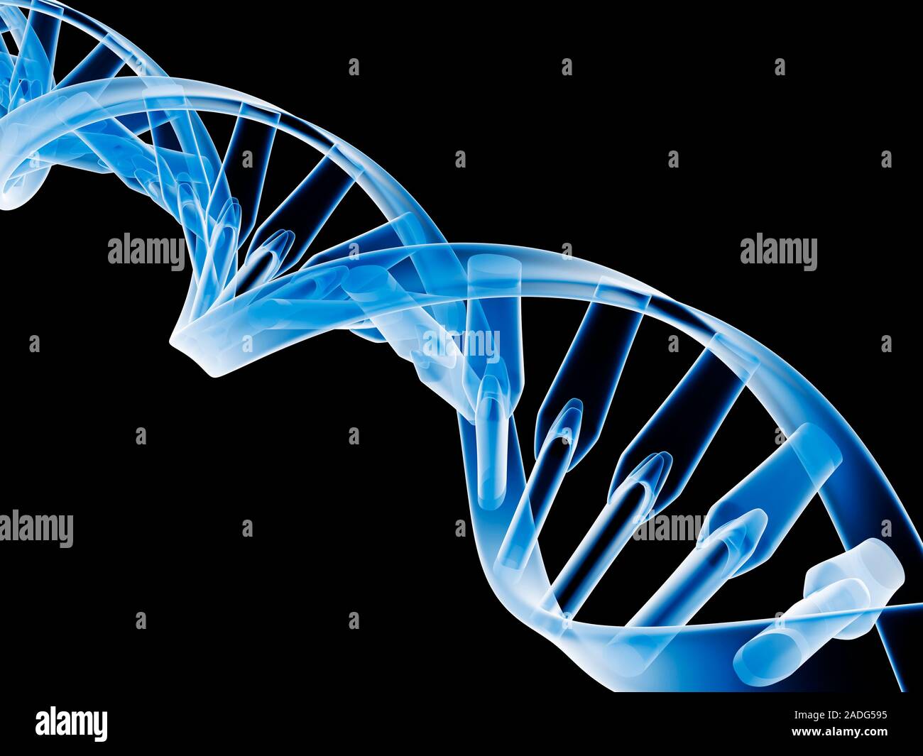 DNA, computer artwork. DNA (deoxyribonucleic acid) consists of two ...