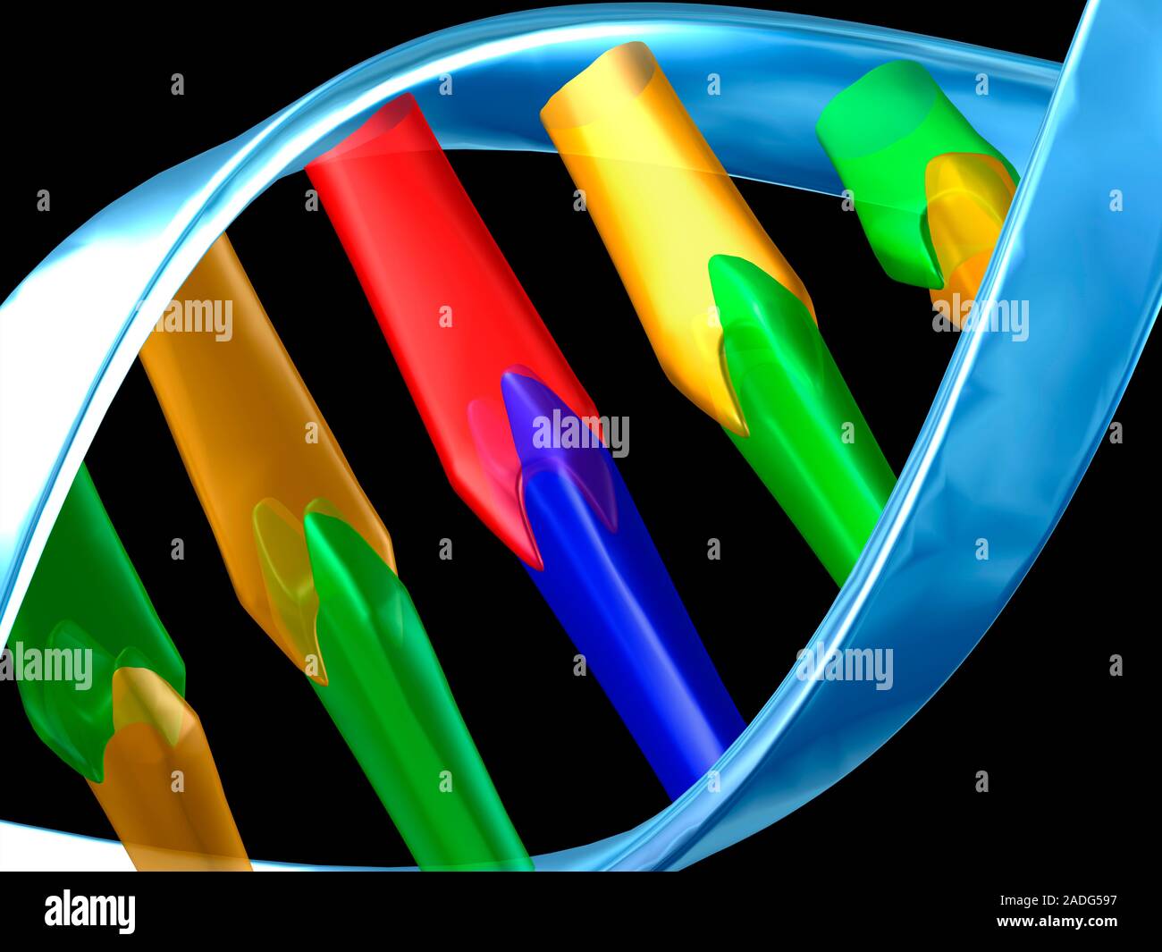 DNA, computer artwork. DNA (deoxyribonucleic acid) consists of two ...