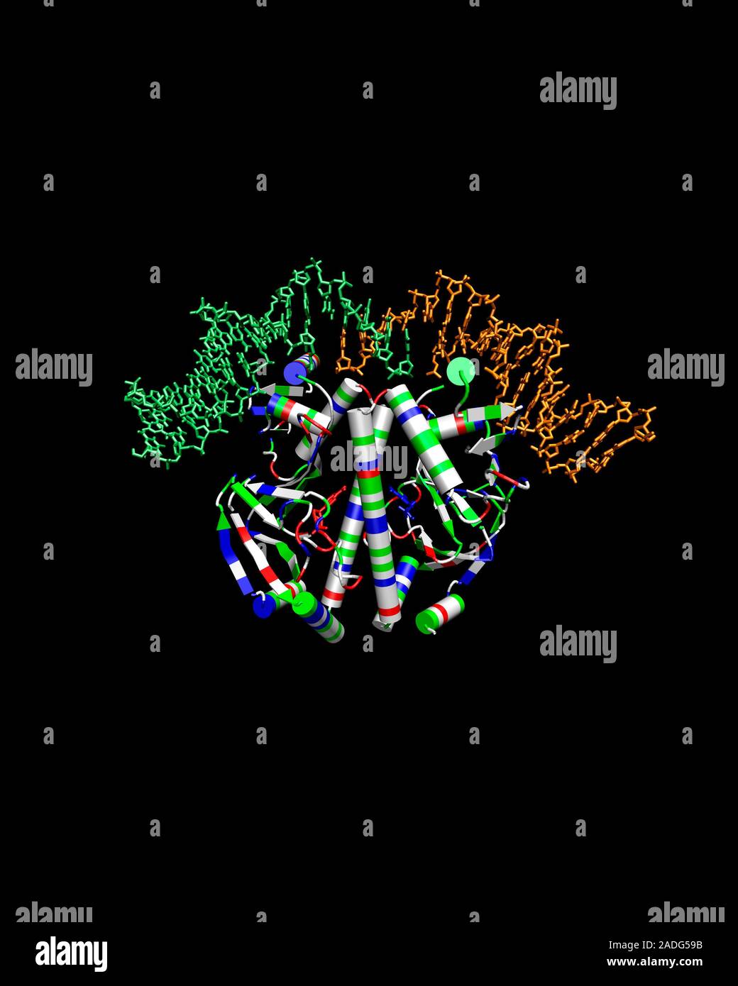 Gene activator protein. Computer artwork of catabolite gene activator ...